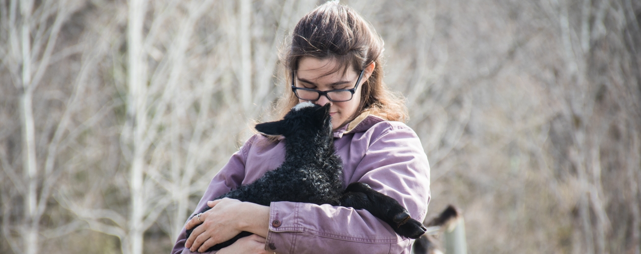 Gotland Sheep and Vermont Farmstay Vacations at VT Grand View Farm